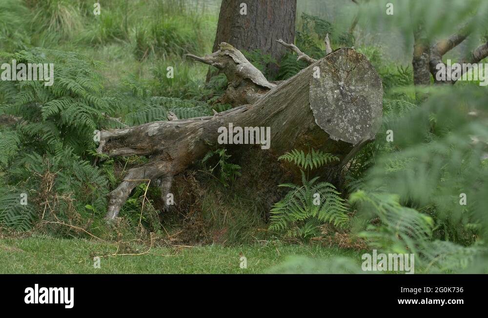 Tree root Stock Videos & Footage - HD and 4K Video Clips - Alamy