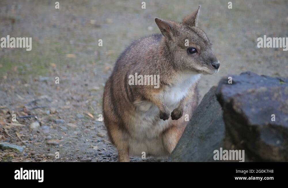Wallaby pocket Stock Videos & Footage - HD and 4K Video Clips - Alamy