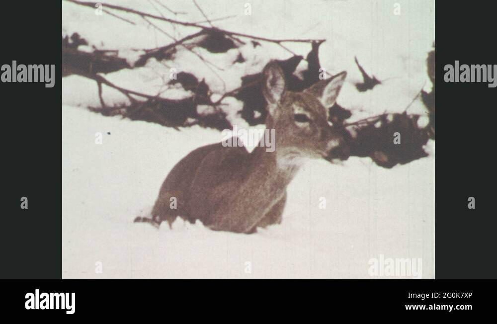 Tired deer Stock Videos & Footage - HD and 4K Video Clips - Alamy