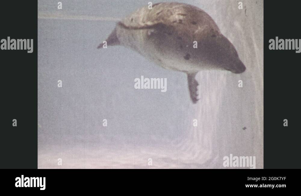 Seals swim in tank Stock Videos & Footage - HD and 4K Video Clips - Alamy