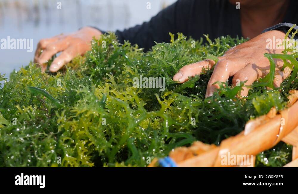 Algae Harvesting at Seaweed Farm Plantation. 4K. Nusa Penida Island ...