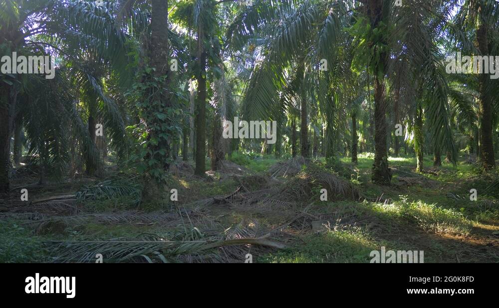 Palm Jungle Panorama, Costa Rica, Native Version Stock Video Footage ...