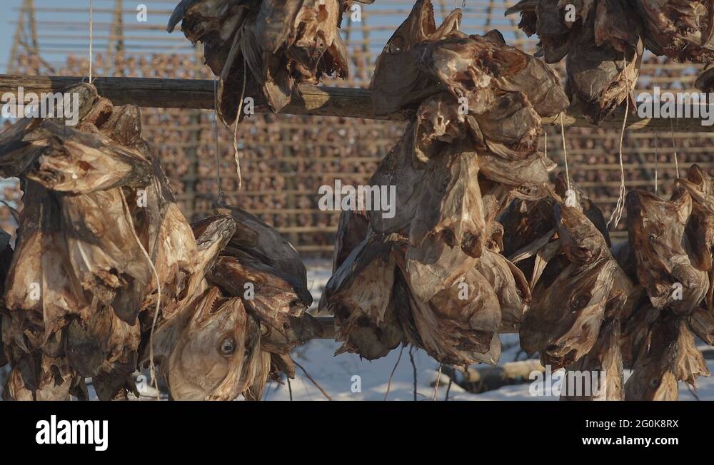 Cod fish head Stock Videos & Footage - HD and 4K Video Clips - Alamy