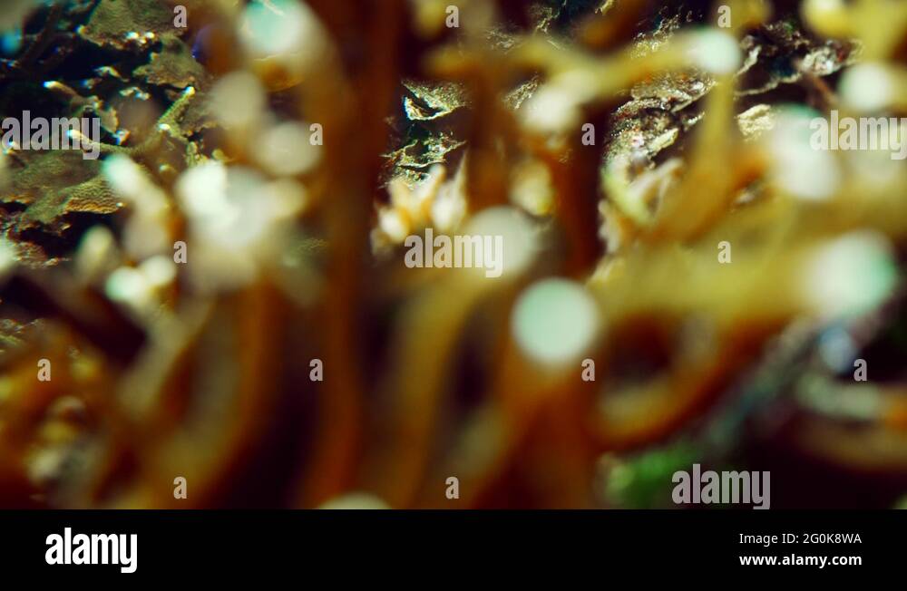 Pacific sailfin tang zebrasoma velifer Stock Videos & Footage - HD and ...