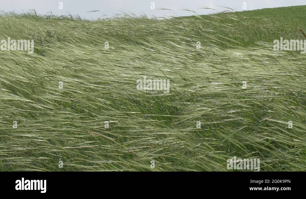 Weed in barley Stock Videos & Footage - HD and 4K Video Clips - Alamy