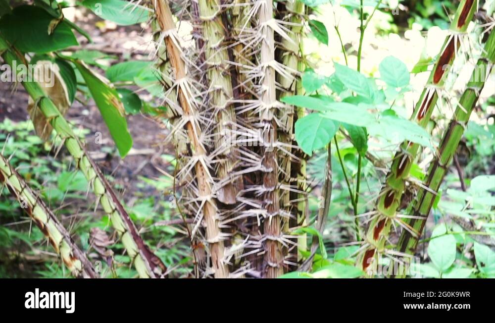 Spiky leaf plants Stock Videos & Footage - HD and 4K Video Clips - Alamy