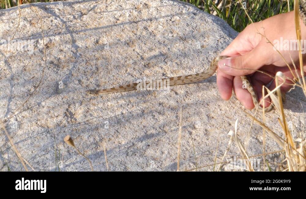 Male snake Stock Videos & Footage - HD and 4K Video Clips - Alamy