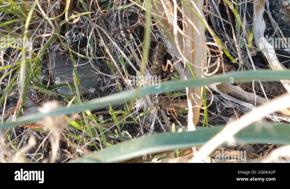Spot the snake Stock Videos & Footage - HD and 4K Video Clips - Alamy