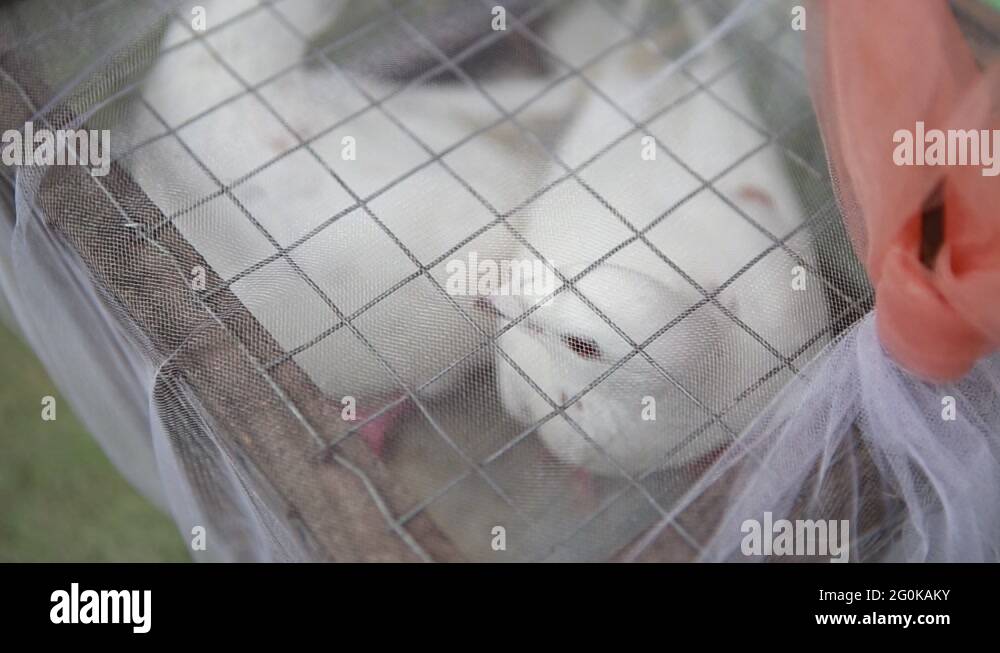 Trapped pigeons Stock Videos & Footage - HD and 4K Video Clips - Alamy