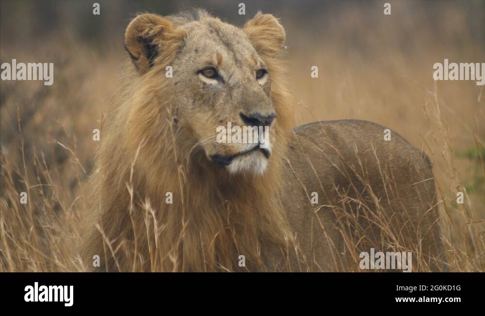 Stands to attention Stock Videos & Footage - HD and 4K Video Clips - Alamy