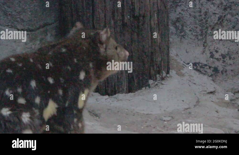Spotted Quoll, a Rare Marsupial from Australia Stock Video Footage - Alamy