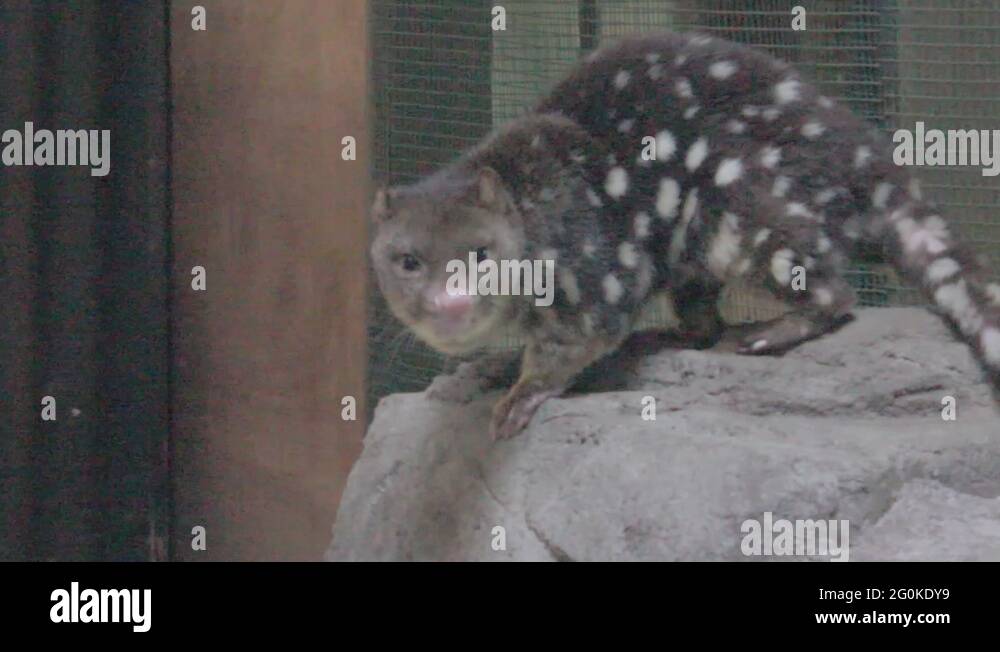 Spotted Quoll, a Rare Marsupial from Australia Stock Video Footage - Alamy
