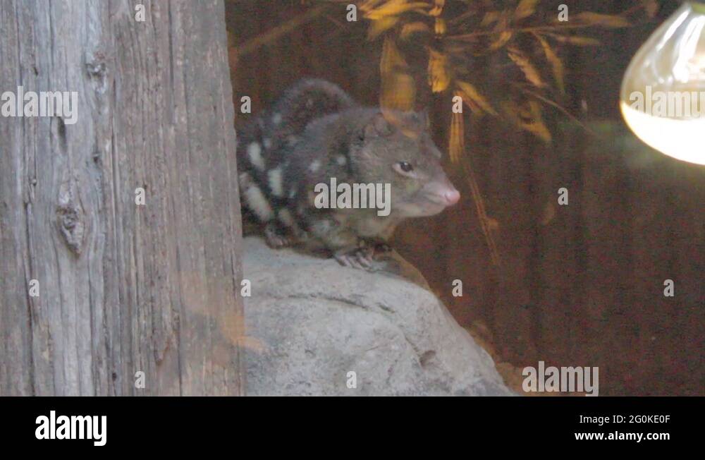 Spotted Quoll, a Rare Marsupial from Australia Stock Video Footage - Alamy