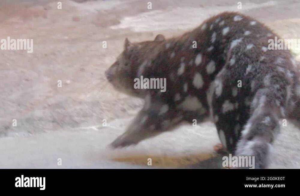 Spotted Quoll, a Rare Marsupial from Australia Stock Video Footage - Alamy