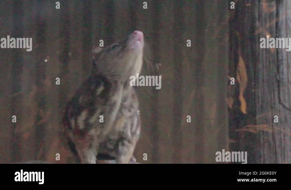Spotted Quoll, a Rare Marsupial from Australia Stock Video Footage - Alamy