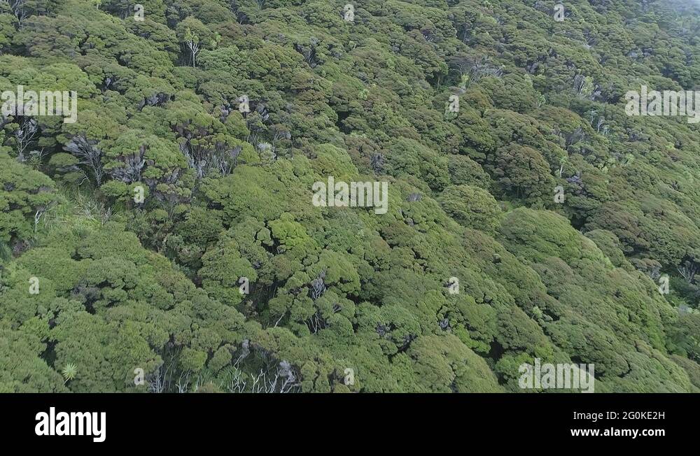 Manuka bush new zealand Stock Videos & Footage - HD and 4K Video Clips ...
