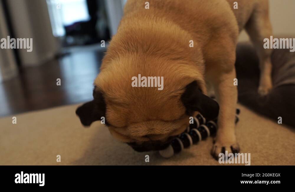 Flexible animals Stock Videos & Footage - HD and 4K Video Clips - Alamy