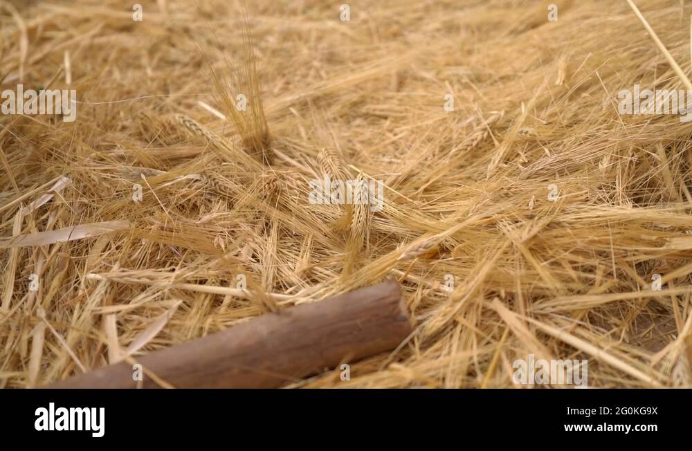 Threshing flail Stock Videos & Footage - HD and 4K Video Clips - Alamy