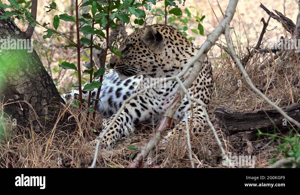 Female african leopard Stock Videos & Footage - HD and 4K Video Clips ...