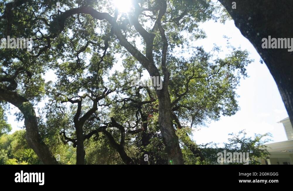 California oak tree Stock Videos & Footage - HD and 4K Video Clips - Alamy