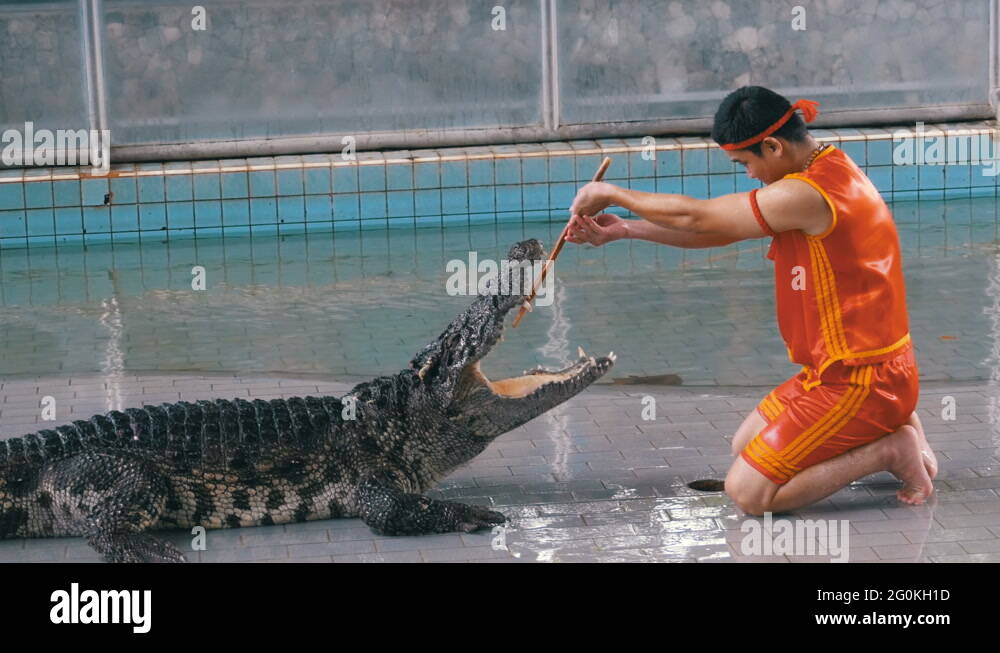 Crocodile show at Famous Pattaya Crocodile Farm. Thailand. Man in the ...