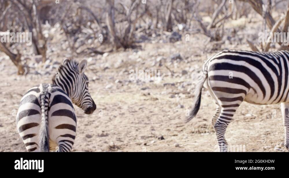 Zebra run in savanna Stock Videos & Footage - HD and 4K Video Clips - Alamy