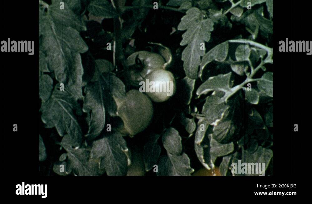 Plants that close at night Stock Videos & Footage - HD and 4K Video ...