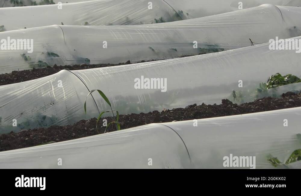 Low tunnels Stock Videos & Footage - HD and 4K Video Clips - Alamy