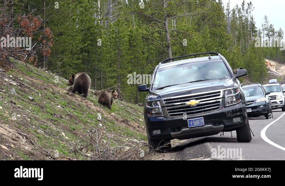 Yellowstone bear road Stock Videos & Footage - HD and 4K Video Clips ...