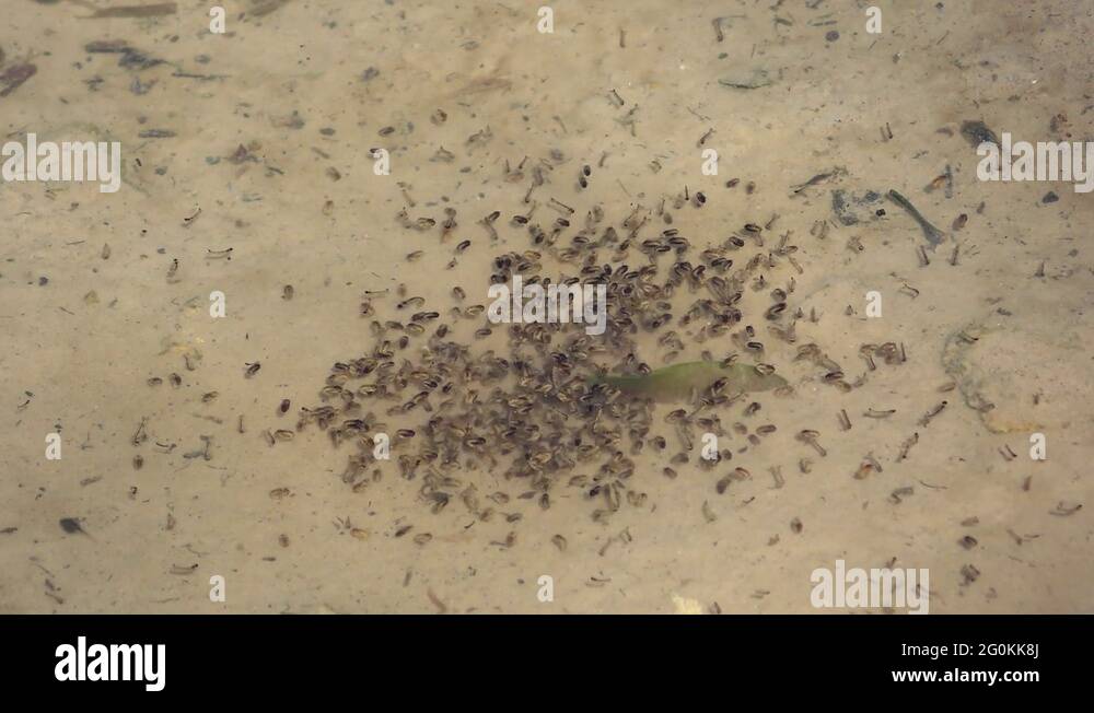 A swarm of water bugs living in water, swimming with long limbs, also ...