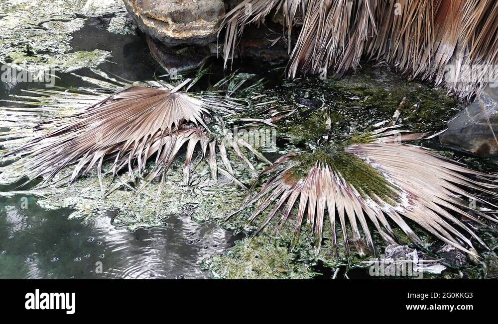 A polluted, bubbling, boiling, fermenting sulfur stinking mineral hot ...