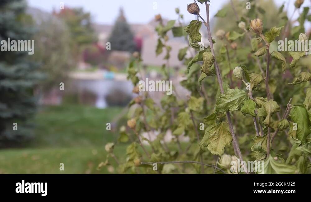 Flower rich plants Stock Videos & Footage - HD and 4K Video Clips - Alamy