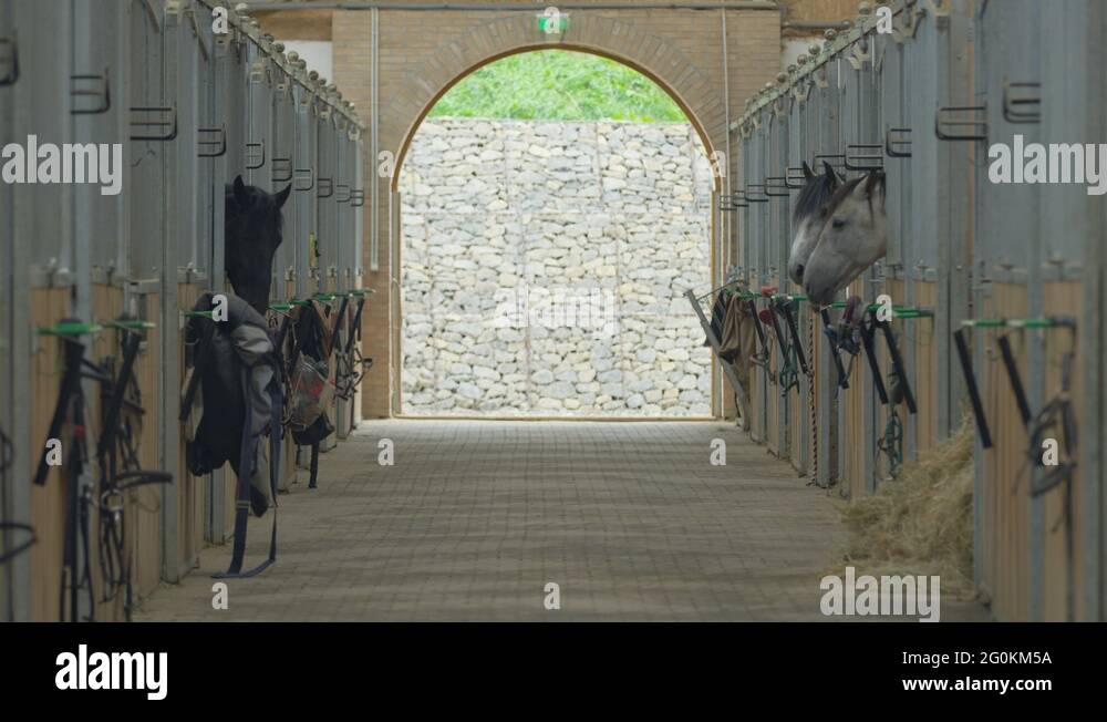 Equine boxes Stock Videos & Footage - HD and 4K Video Clips - Alamy