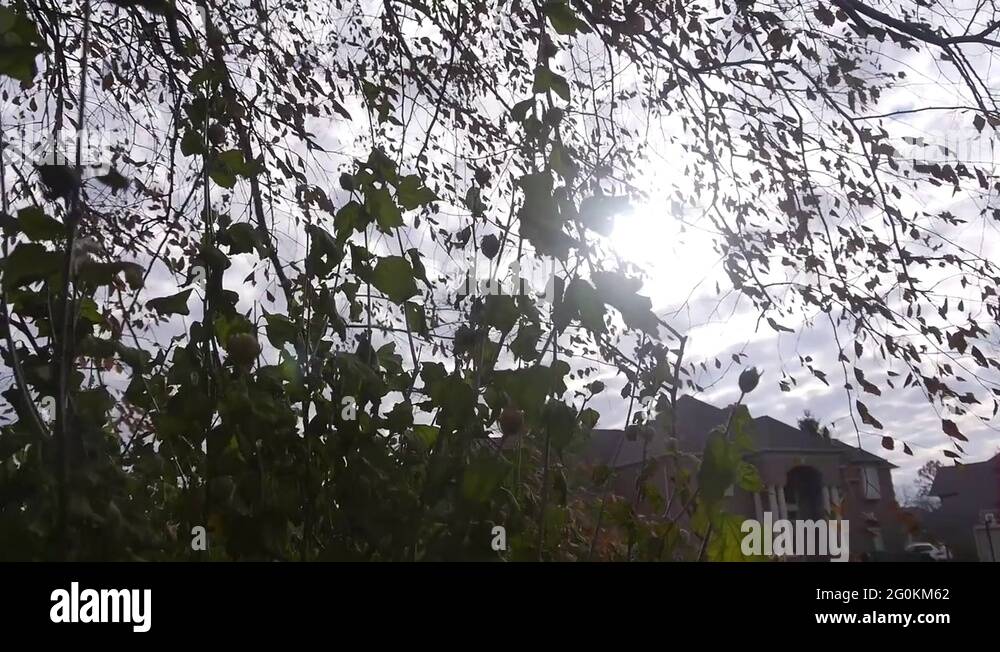 Tree In Black Light In Front Of Sun And Red Brick House - Slide - Left ...