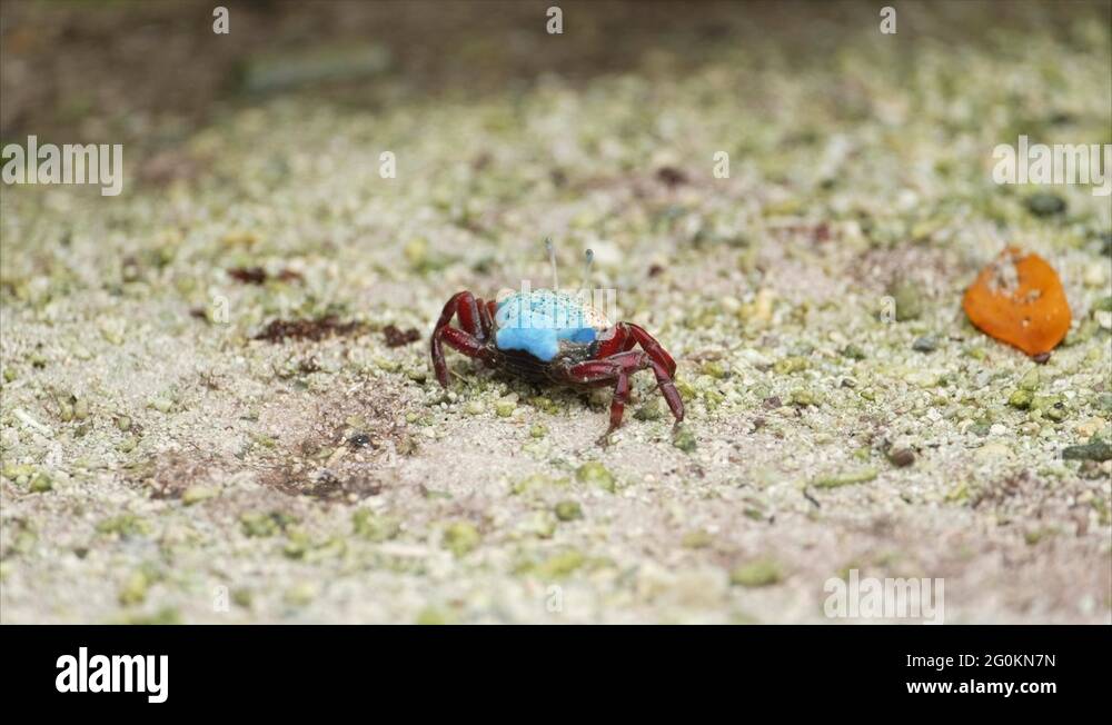 The land crab Stock Videos & Footage - HD and 4K Video Clips - Alamy