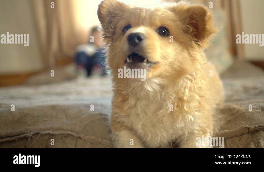 Indoor dog jumping Stock Videos & Footage - HD and 4K Video Clips - Alamy