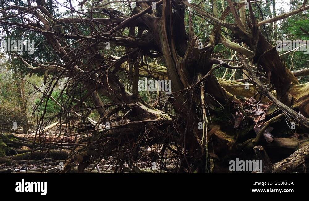 Cedar tree roots Stock Videos & Footage - HD and 4K Video Clips - Alamy Cedar tree roots Stock Videos & Footage - HD and 4K Video Clips - Alamy