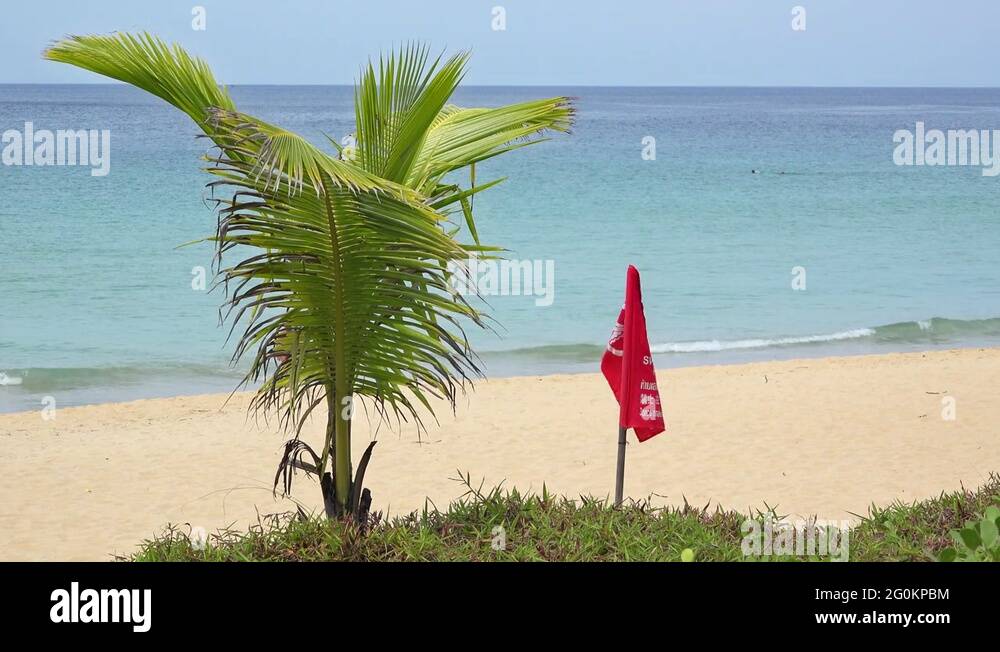 Exotic beach with palm tree and red flag warning water waves dangerous ...