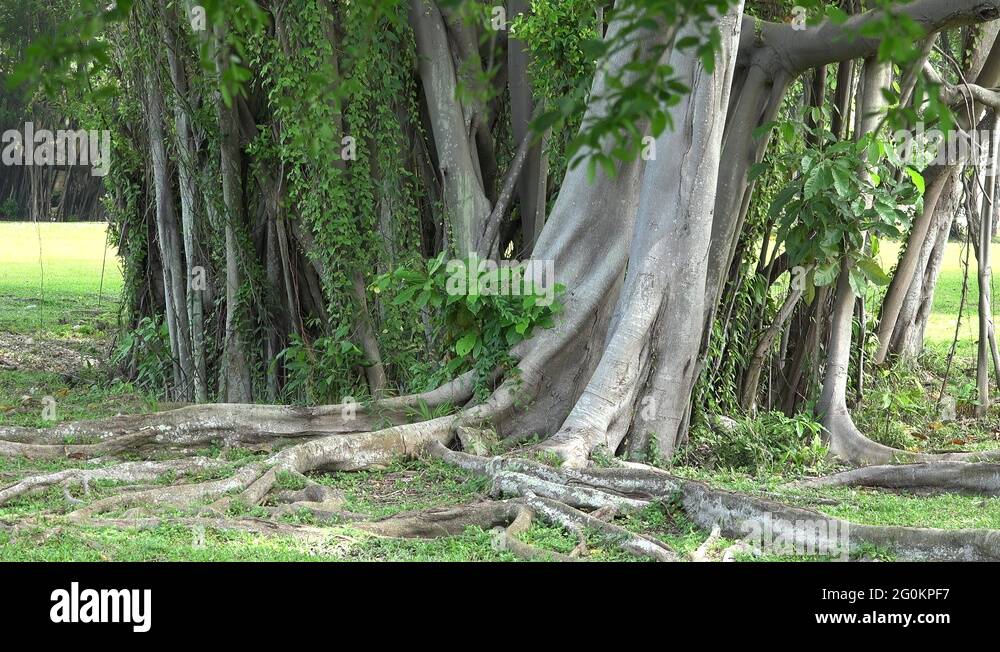 Indian banyan tree bark Stock Videos & Footage - HD and 4K Video Clips ...