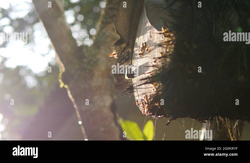 Log beehive Stock Videos & Footage - HD and 4K Video Clips - Alamy