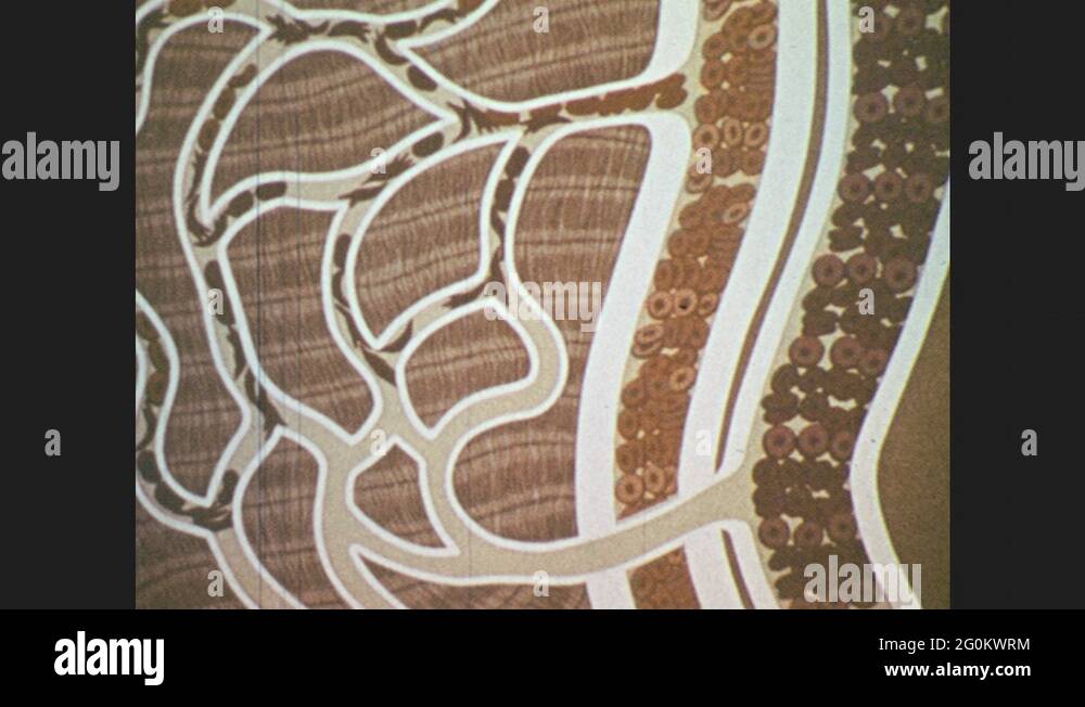 Capillaries red blood cells Stock Videos & Footage - HD and 4K Video ...