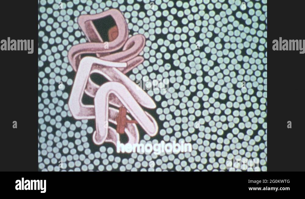 1970s: Animation represents hemoglobin molecule, text ?hemoglobin ...