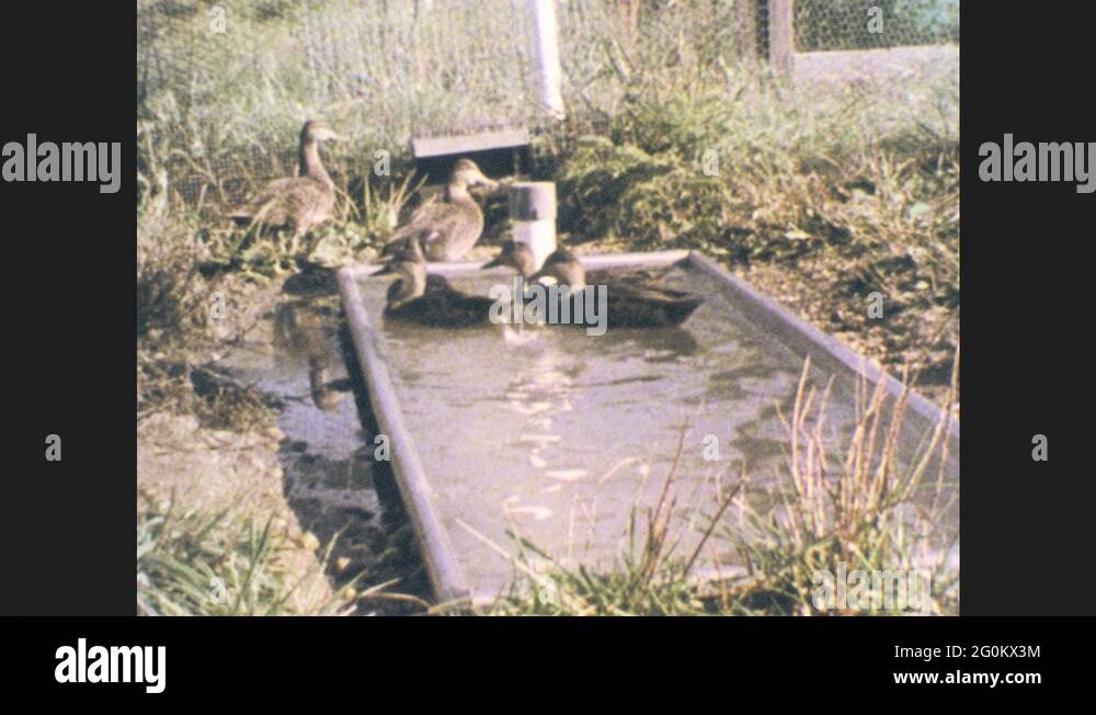 Circle of ducks Stock Videos & Footage - HD and 4K Video Clips - Alamy