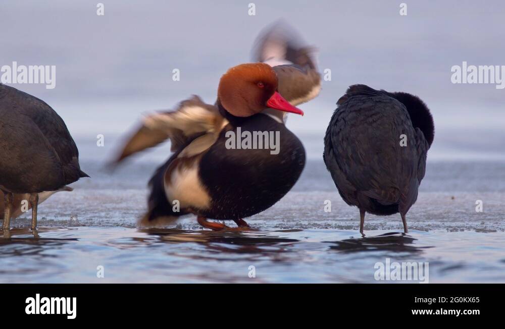 Red slips Stock Videos & Footage - HD and 4K Video Clips - Alamy