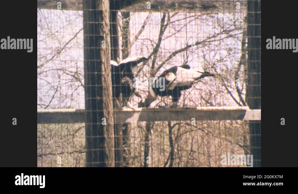 Endangered condors Stock Videos & Footage - HD and 4K Video Clips - Alamy