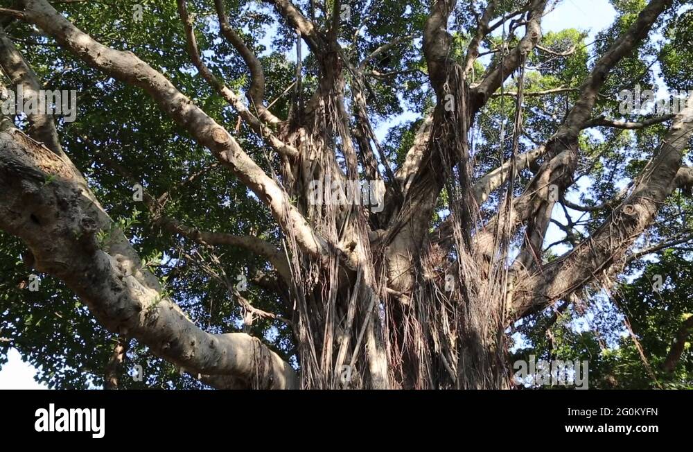 Fig tree of india Stock Videos & Footage - HD and 4K Video Clips - Alamy