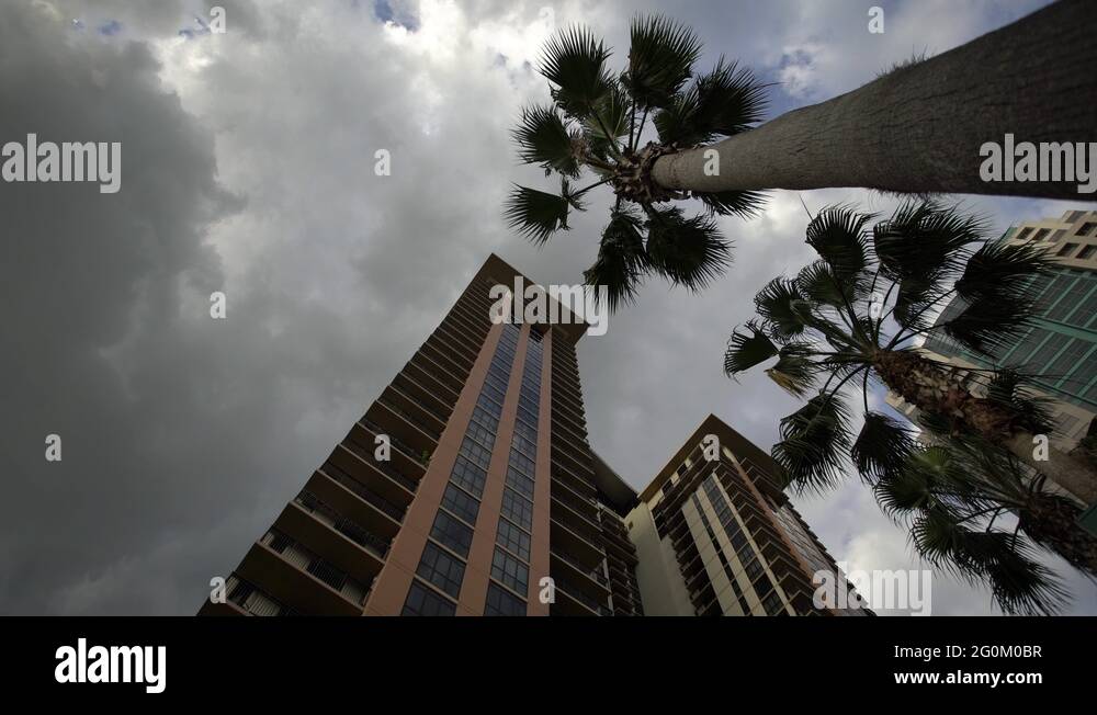 West tree Stock Videos & Footage - HD and 4K Video Clips - Alamy