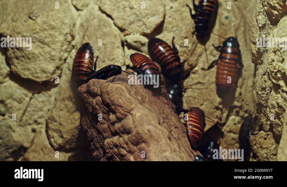 Madagascar giant hissing cockroach gromphadorhina portentosa Stock ...