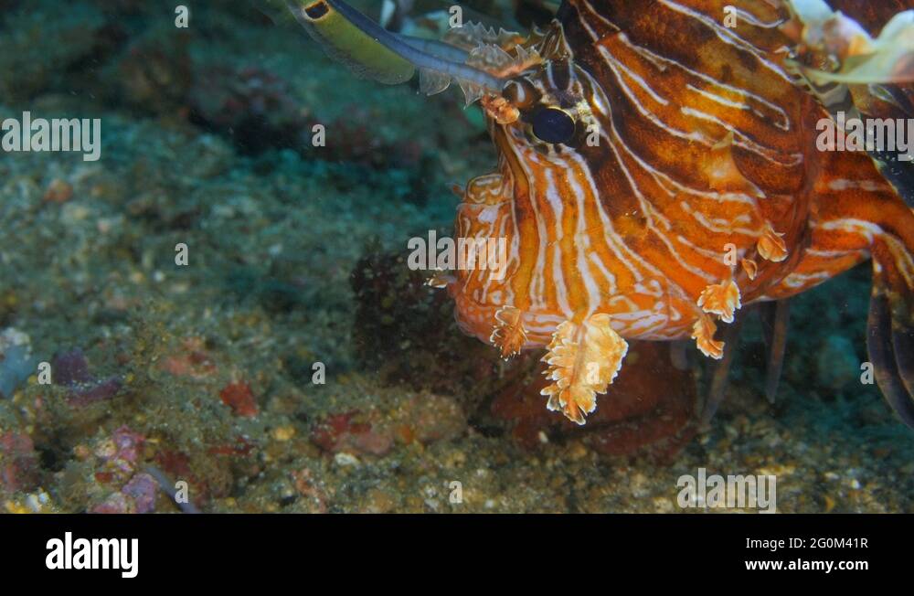 White stripes lionfish Stock Videos & Footage - HD and 4K Video Clips ...
