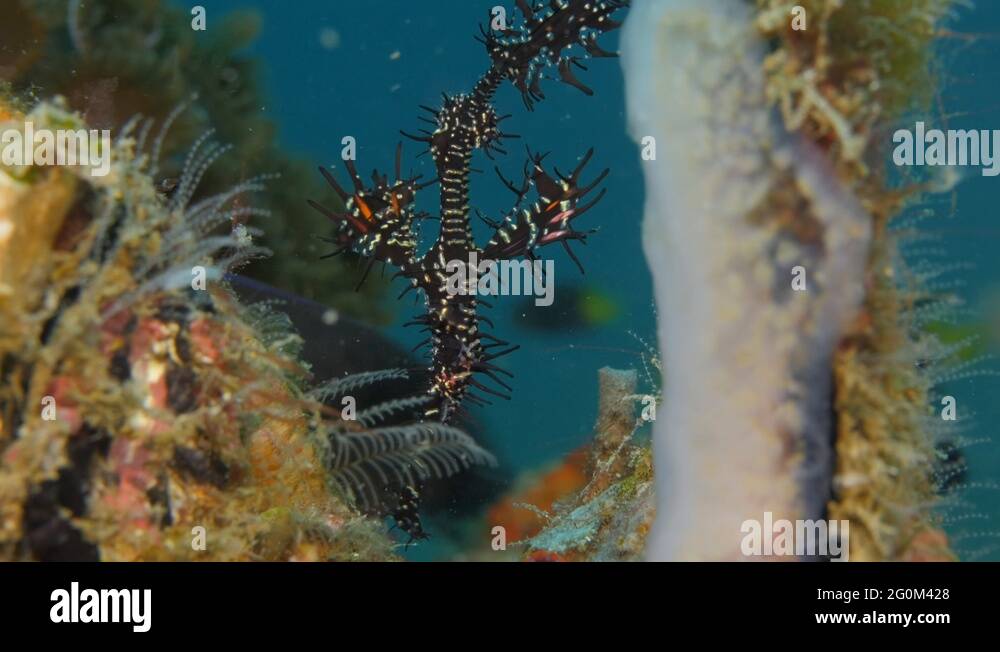 Indo pacific ghost pipefish Stock Videos & Footage - HD and 4K Video ...